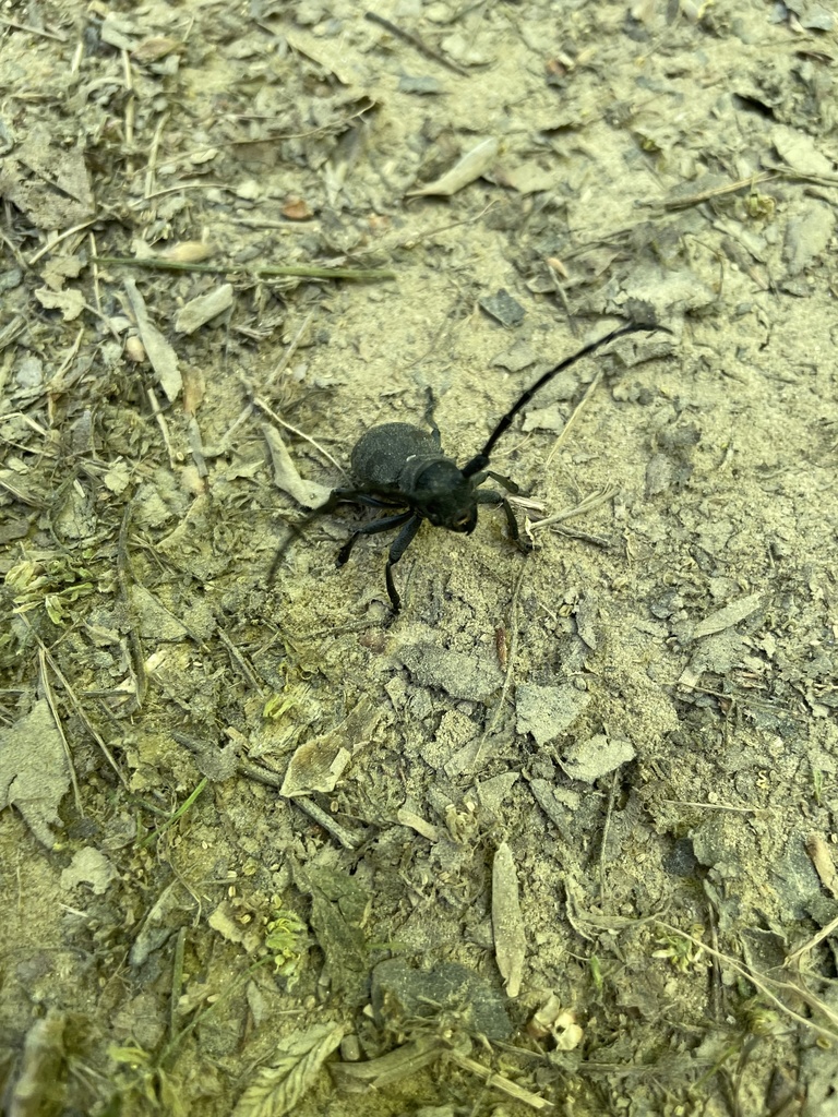 Morimus asper from Foreste Casentinesi, Monte Falterona, Campigna ...