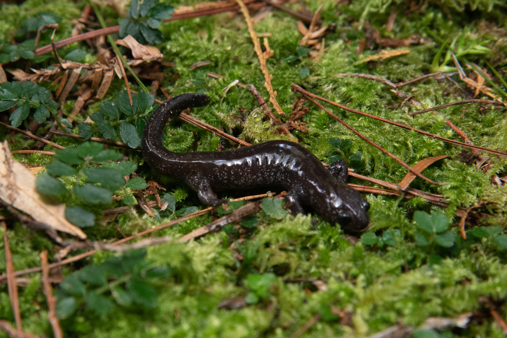Taiwan Lesser Salamander in November 2021 by Liu Rui Wei · iNaturalist