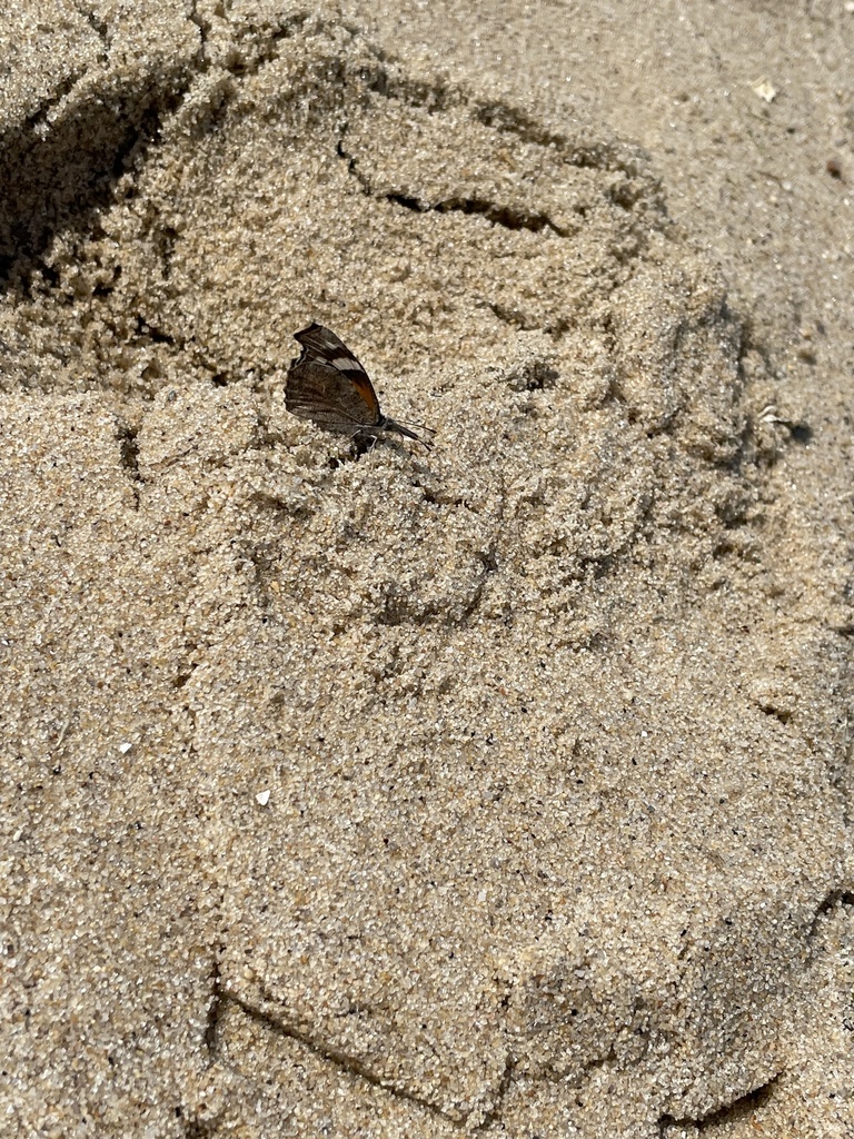 American Snout from Scientists Cliffs Rd, Port Republic, MD, US on May ...