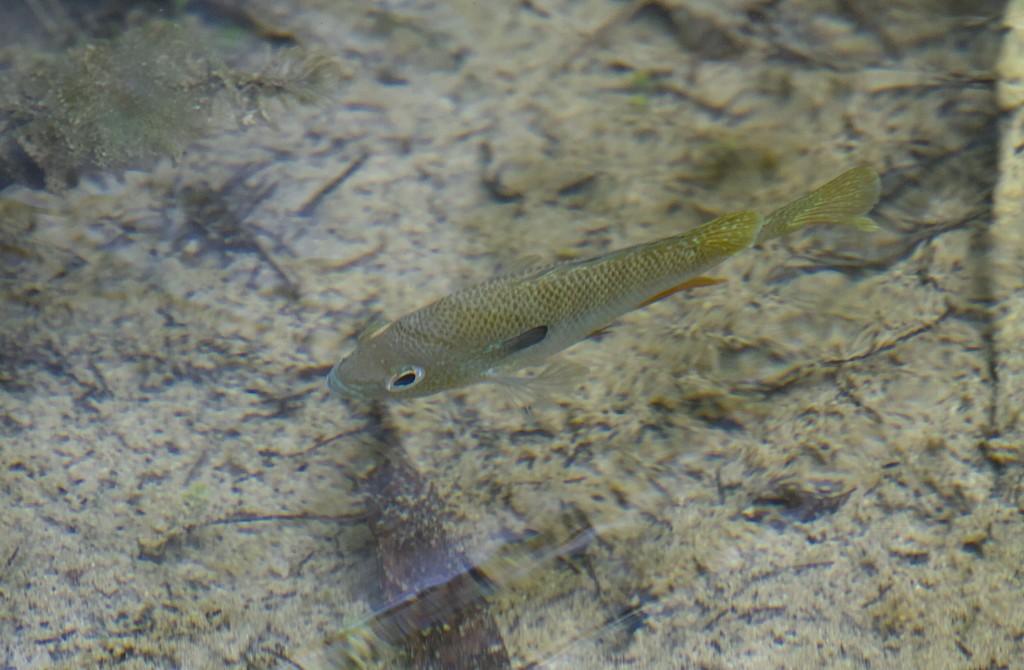 Rio Grande Longear Sunfish from 2229 FM 1340, Hunt, TX 78024, USA on ...