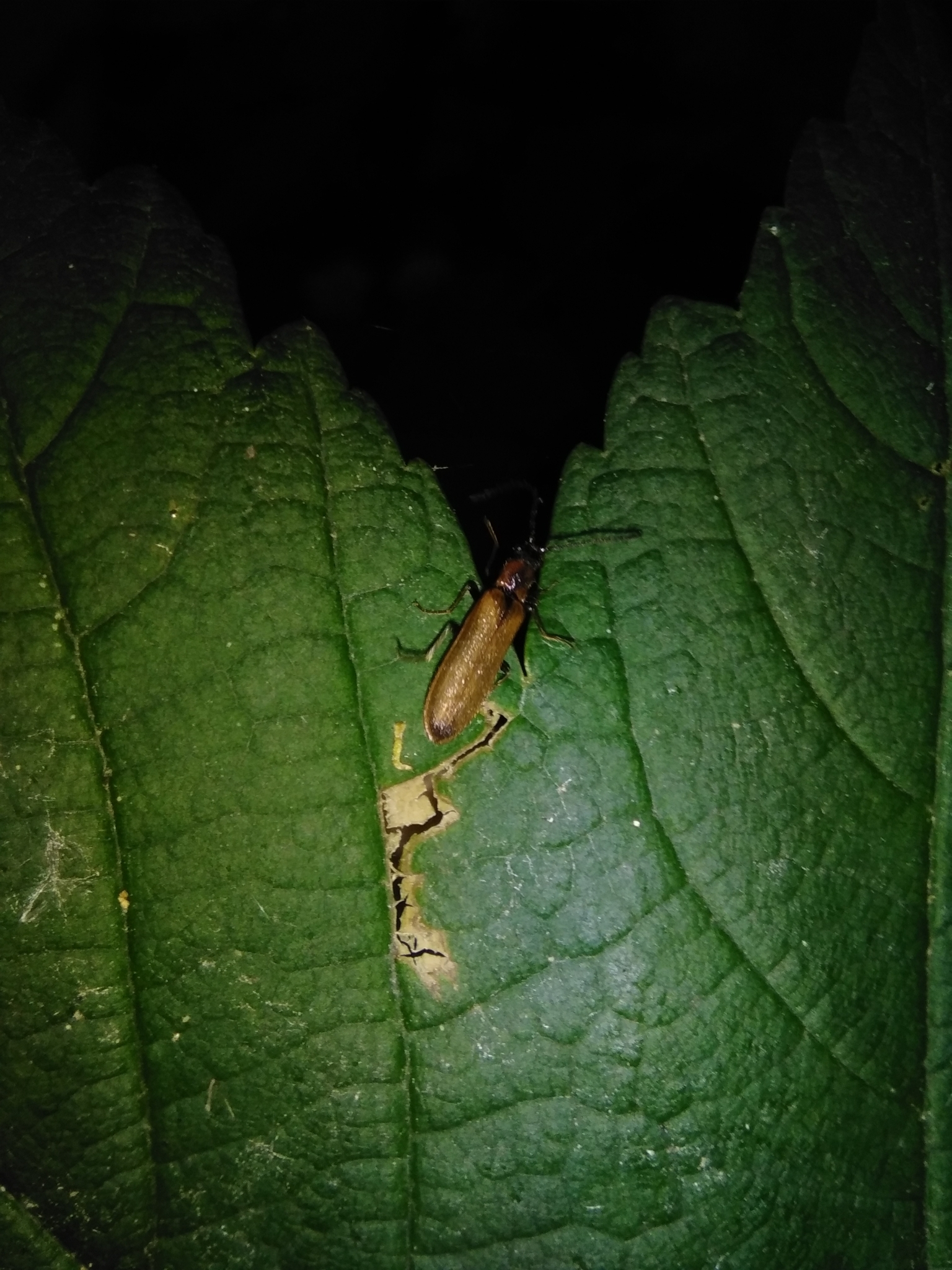 Denticollis linearis (Linnaeus, 1758)