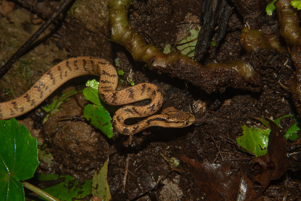 Atayal Slug-eating Snake in November 2021 by Liu Rui Wei · iNaturalist