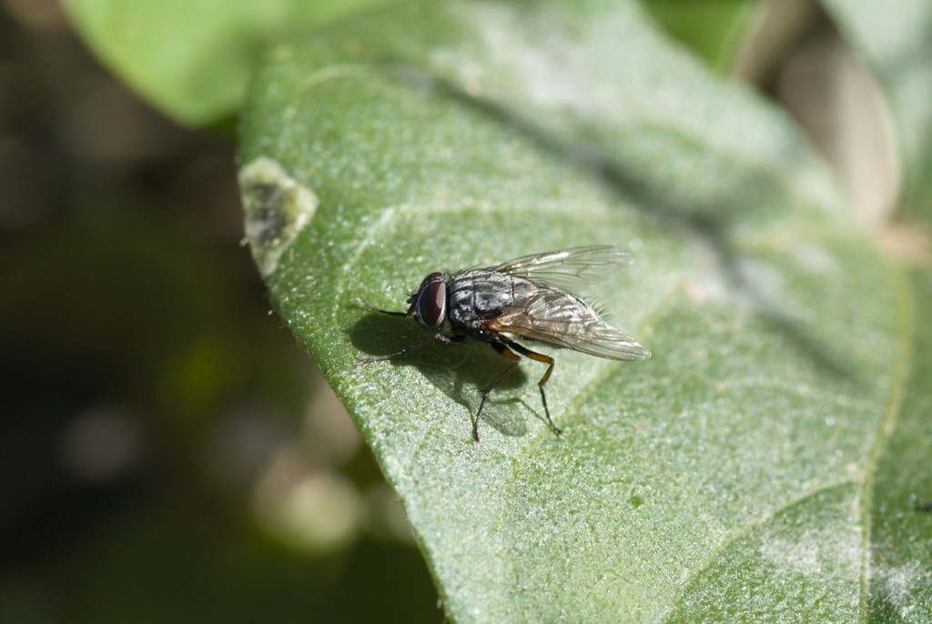 False Stable Fly from Palermo, CABA, Argentina on May 21, 2022 at 02:49 ...