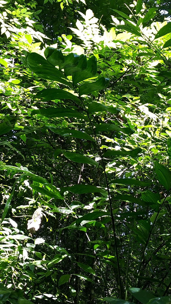 Chamaedorea tepejilote (Costa Rica Trees and Vascular Plants) · iNaturalist