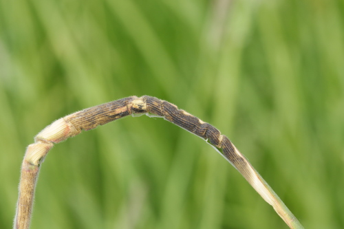 Dilophospora alopecuri · iNaturalist Dilophospora alopecuri · iNaturalist
