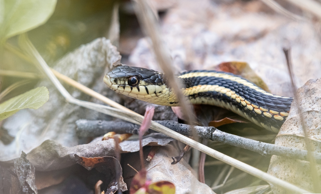 Red-sided Garter Snake from Anthony Henday South, Edmonton, AB, Canada ...