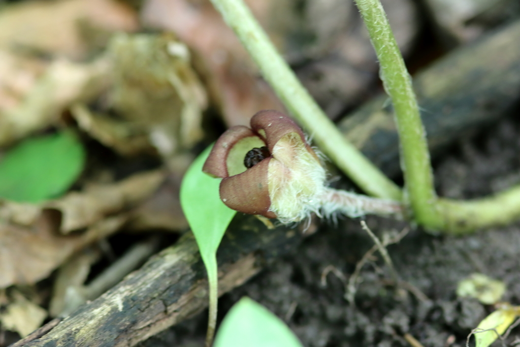 reflexed wild ginger from 799-601 Duthill Rd, Wallaceburg, ON N8A 4L2 ...