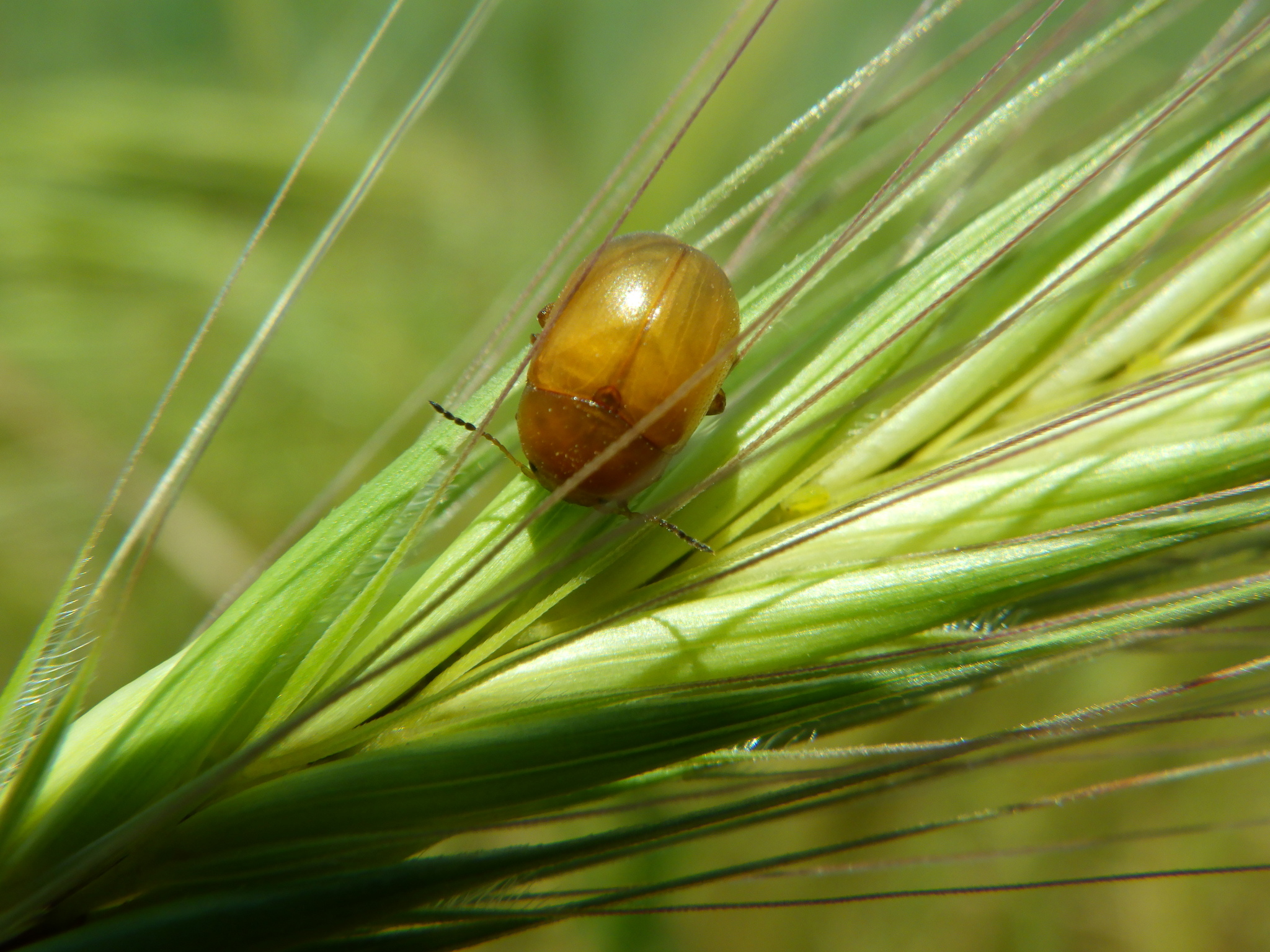 Sphaeroderma testaceum (Fabricius, 1775)