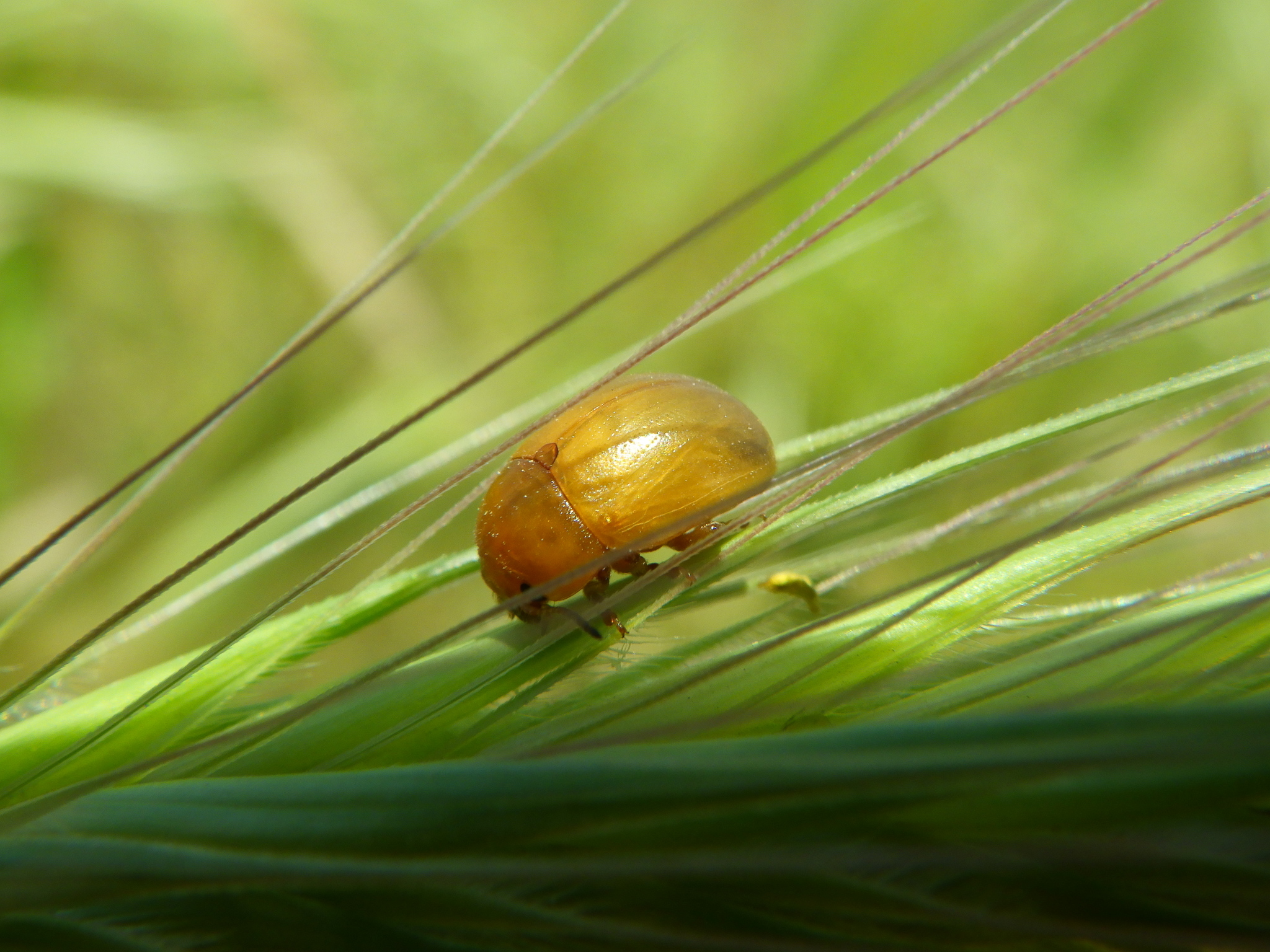 Sphaeroderma testaceum (Fabricius, 1775)