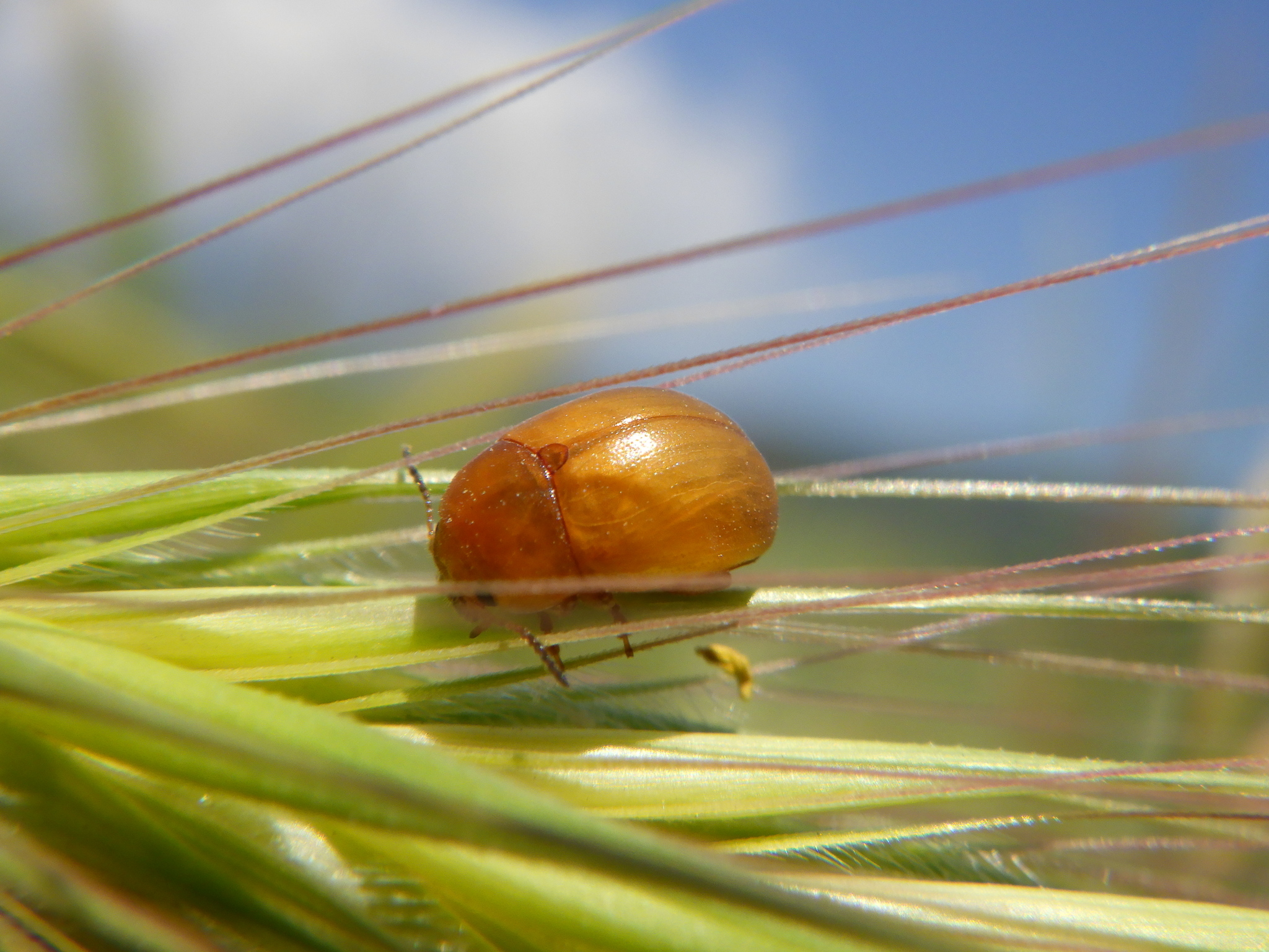 Sphaeroderma testaceum (Fabricius, 1775)