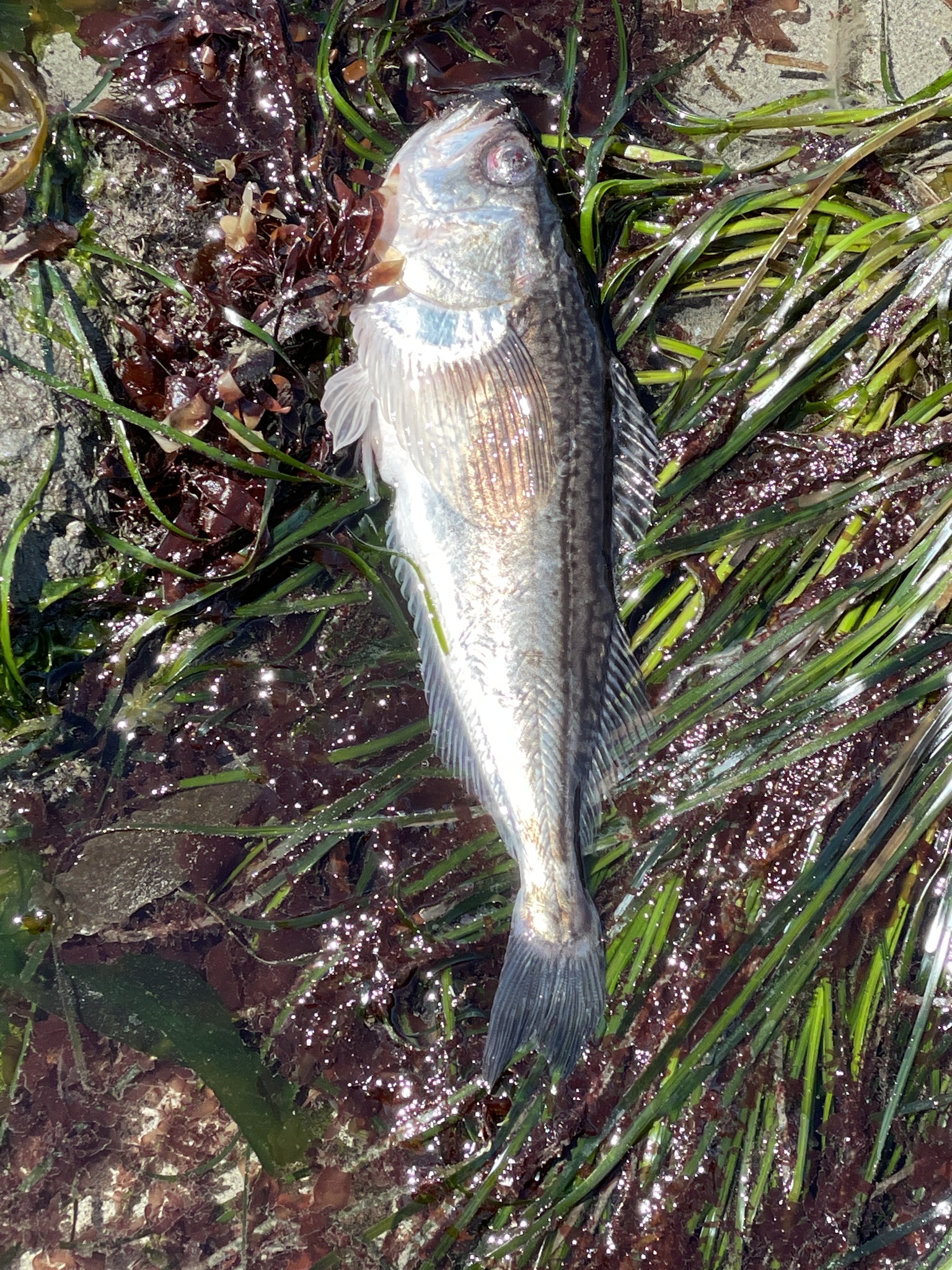 Trichodon trichodon (Tilesius, 1813)