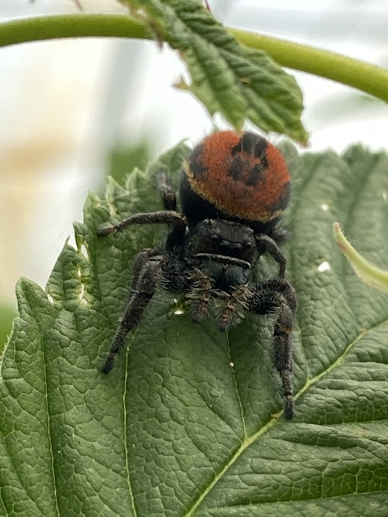 Johnson's Jumping Spider from Aromas, CA, US on May 13, 2021 at 12:51 ...