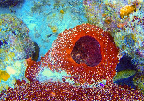 Touch-me-not Sponge (Neofibularia nolitangere) · iNaturalist