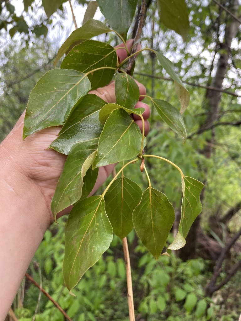 balsam poplar from Somerset Dr, Chardon, OH, US on May 21, 2022 at 06: ...