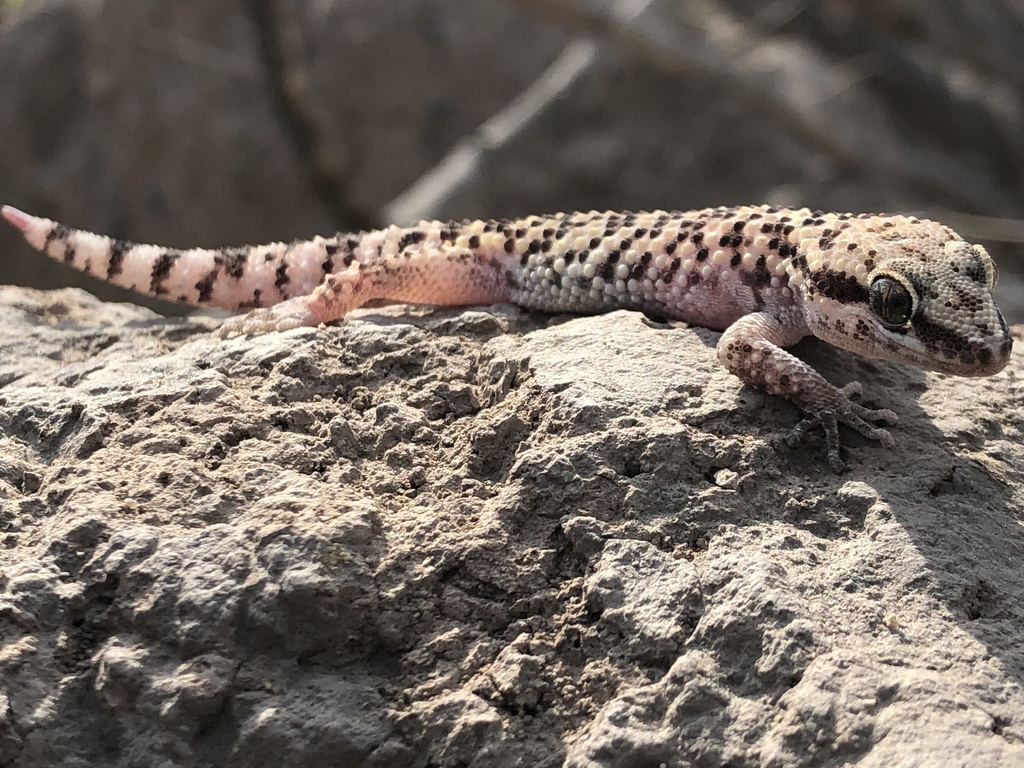 Lima Leaf-toed Gecko in May 2022 by llancachahua-daniel · iNaturalist