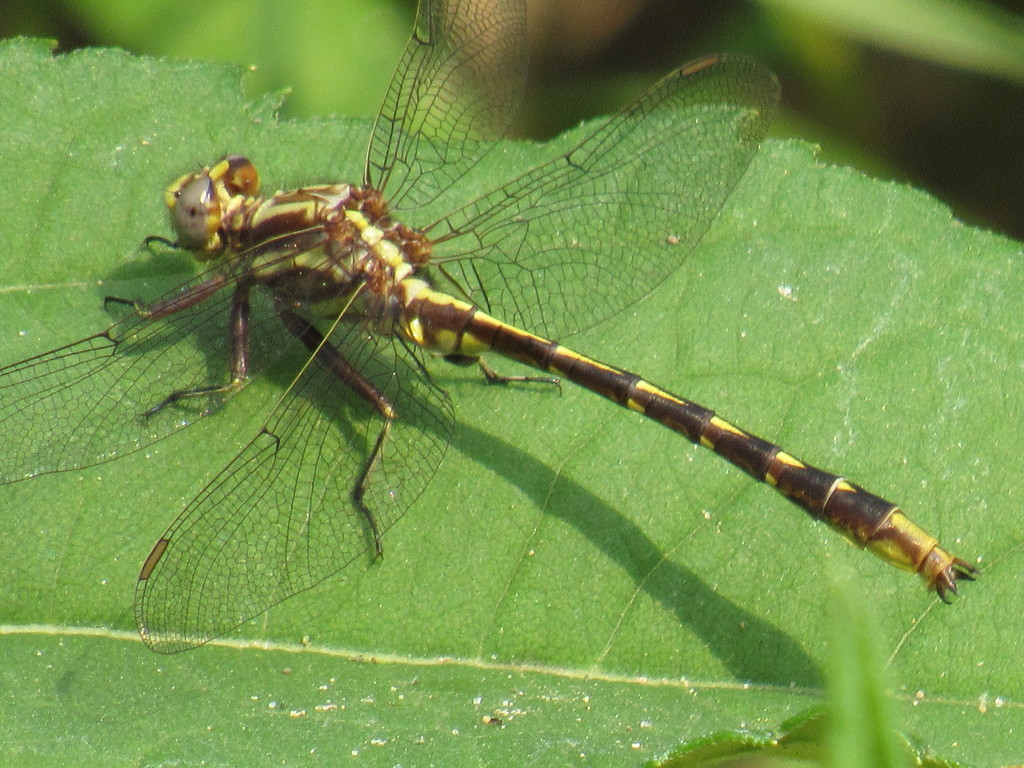 Ashy Clubtail from Germantown MetroPark, Montgomery County, OH, USA on ...