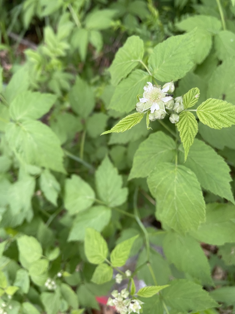 black raspberry from Northrock Dr, Rockford, IL, US on May 21, 2022 at ...