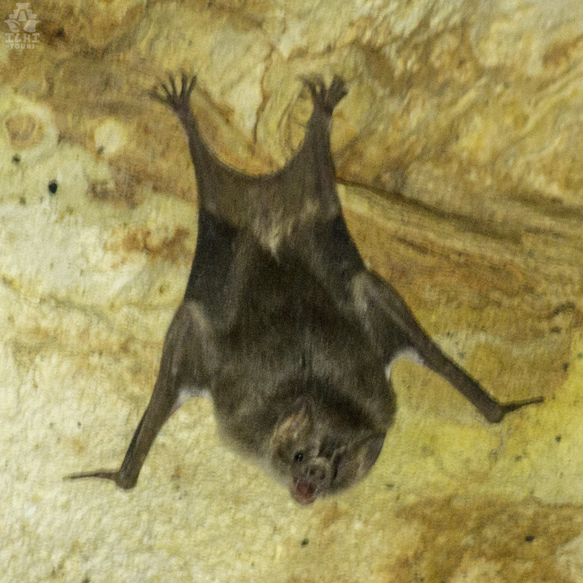 Desmodus rotundus (E.Geoffroy, 1810)