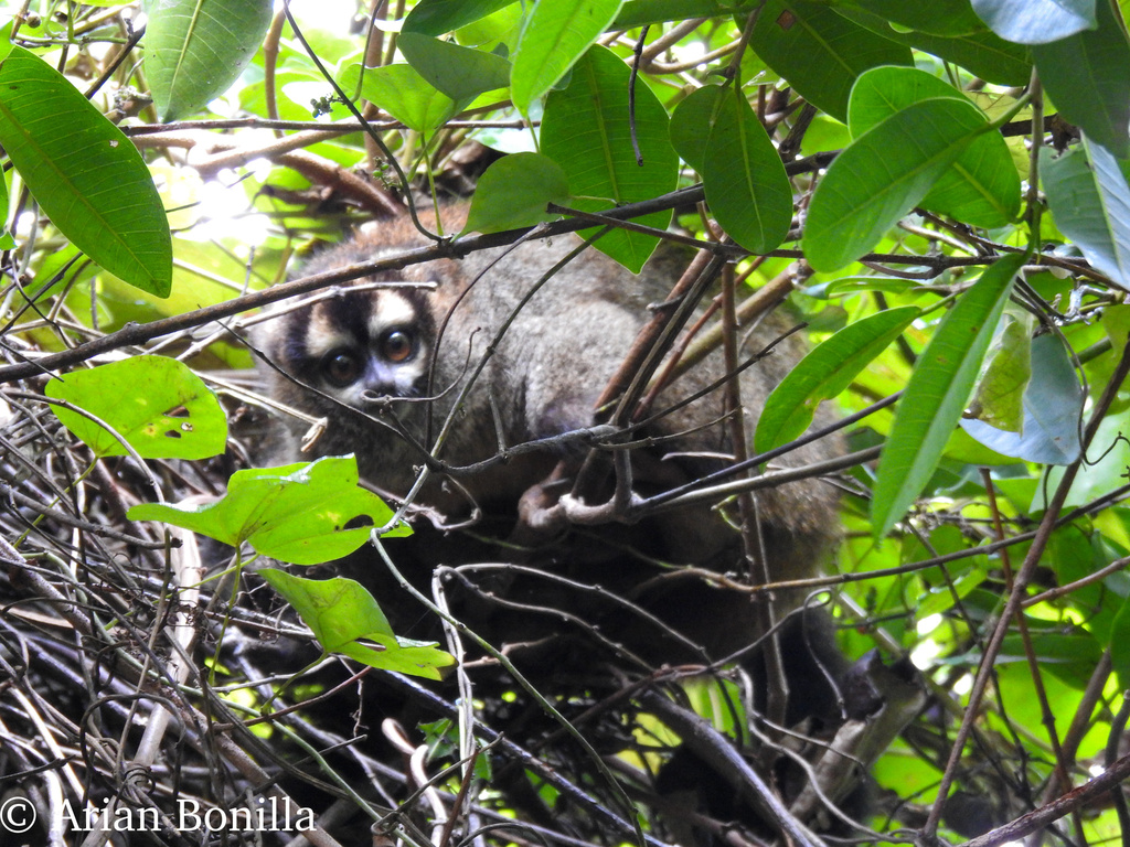 Colombian Night Monkey in May 2022 by arianbonilla12. Familia de tres ...