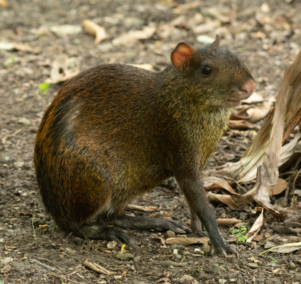 Central American Agouti from Km 1½ vía a Samborondón, Av. Los Arcos y ...