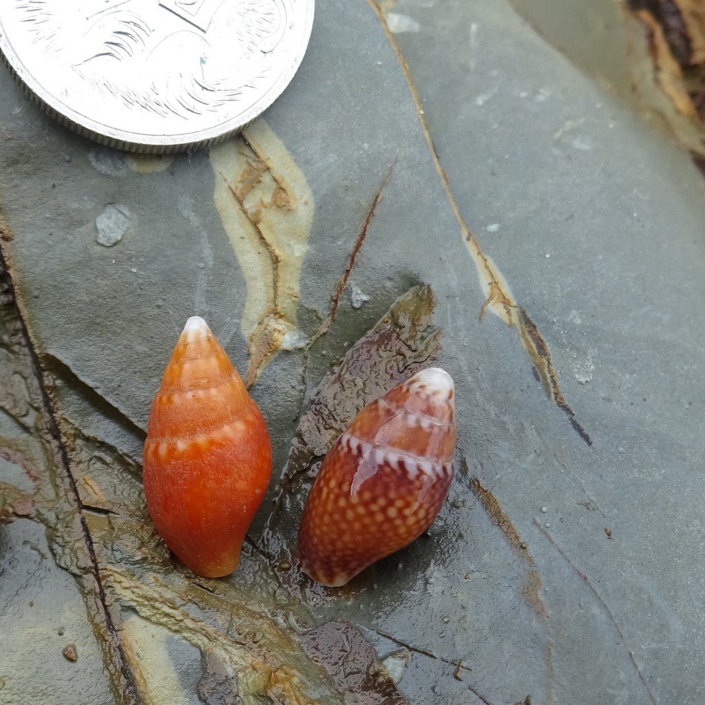 Tortoise Dove Shell from Diggers Camp NSW 2462, Australia on May 07 ...