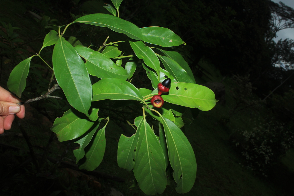 Ocotea cernua from San Juan de Arama, Meta, Colombia on May 10, 2022 at ...
