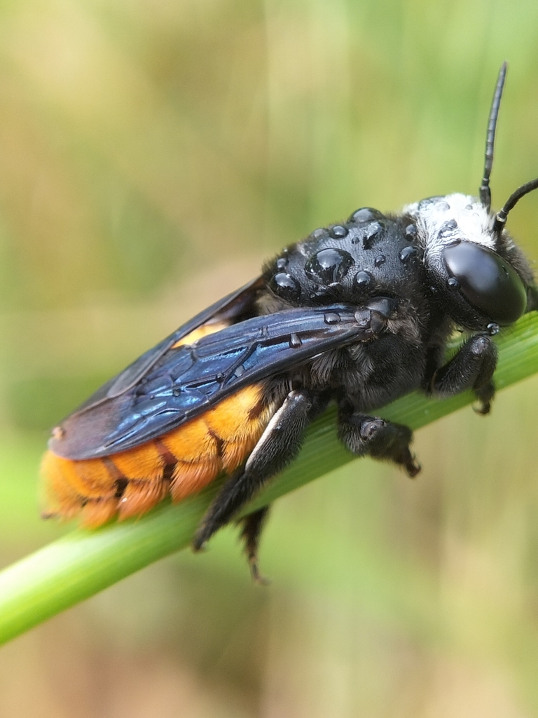 Fire-tailed Resin Bee in May 2022 by Jacinda · iNaturalist