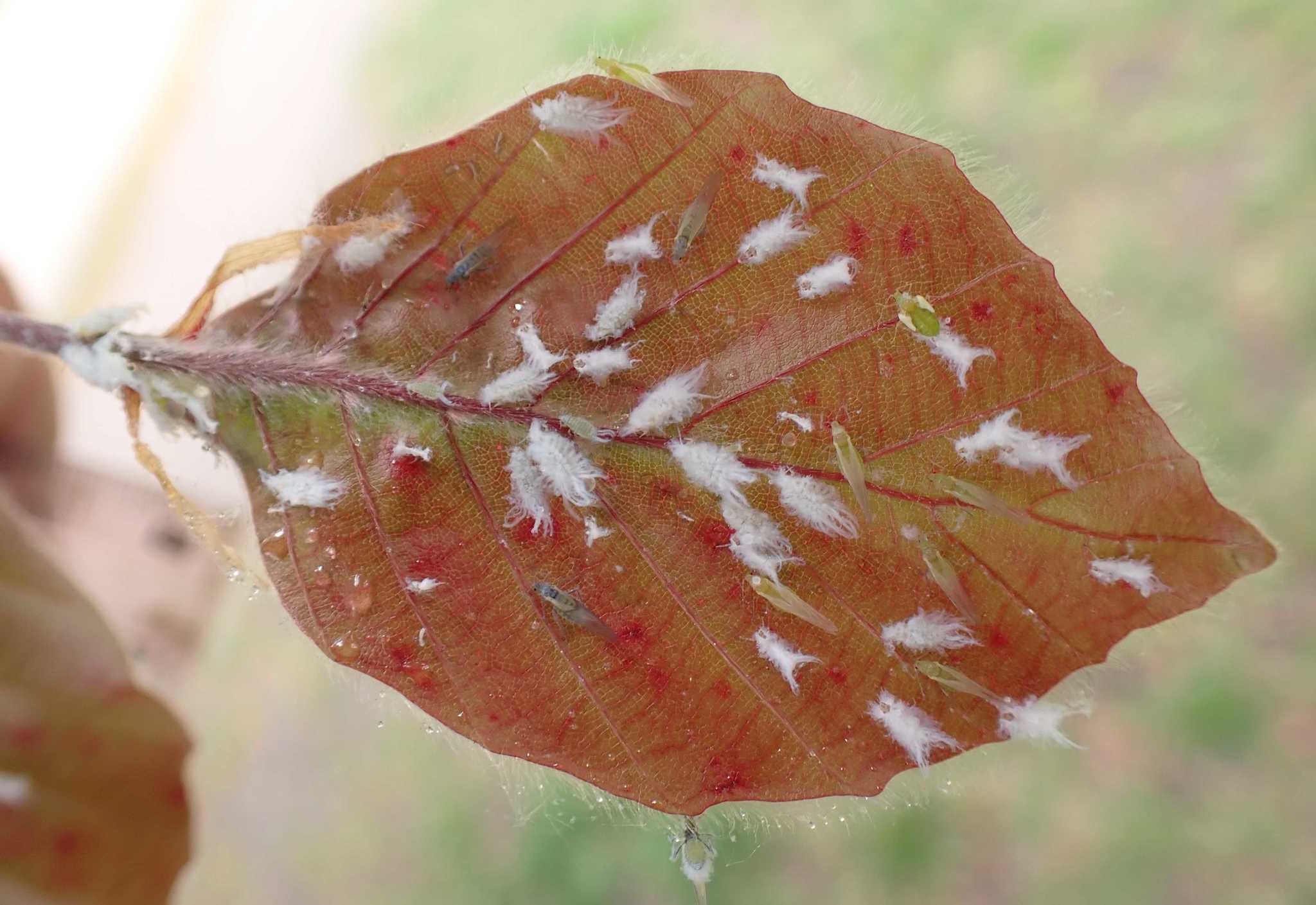 Phyllaphis fagi (Linnaeus, 1761)