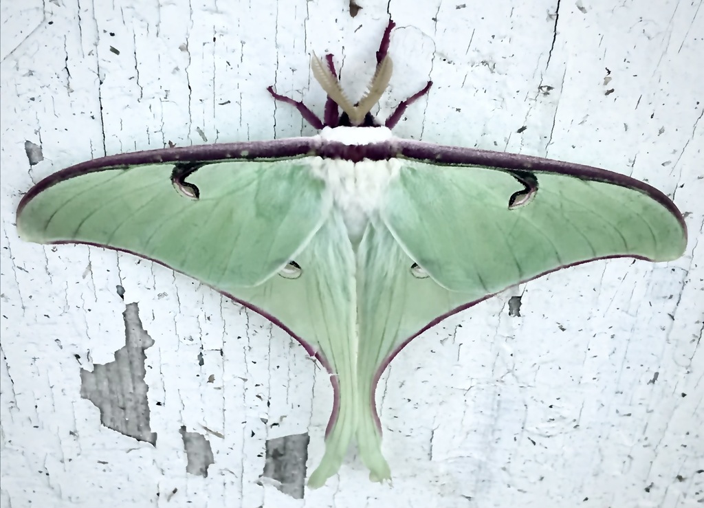 Mexican Moon Moth from Coatepec, Ver., México on May 21, 2022 at 02:10 ...