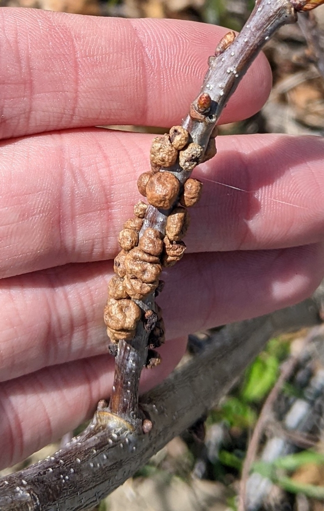 Oak Fig Gall Wasp from Teaticket, MA 02536, USA on May 14, 2022 at 12: ...