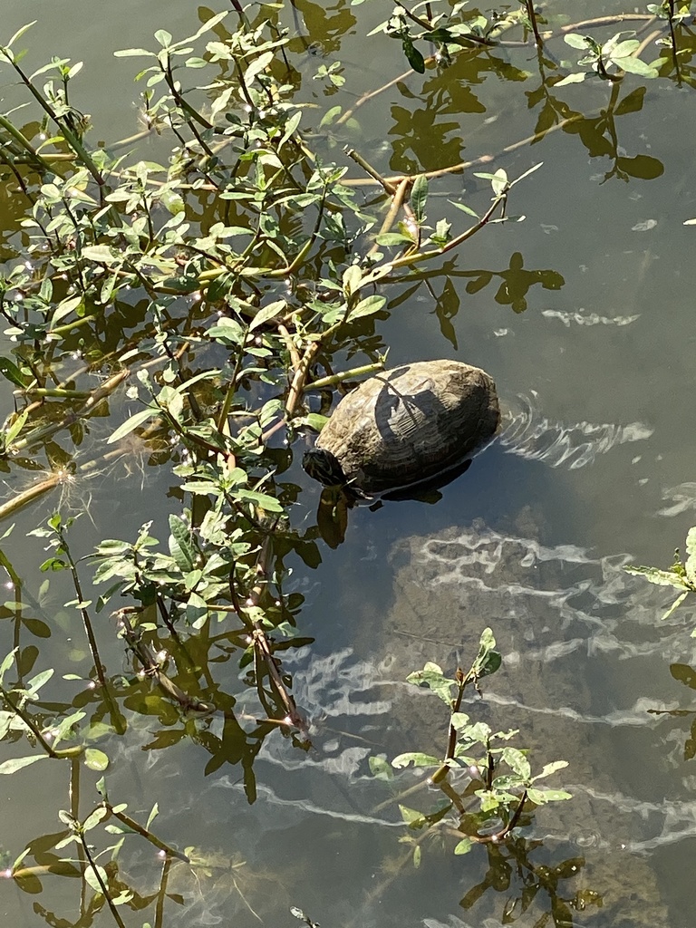 Yellow-bellied Slider from San Luis Rd, Tallahassee, FL, US on May 12 ...
