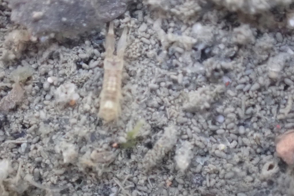 Corophiidae from Oakland, CA, USA on May 21, 2022 at 10:51 AM by Helen ...