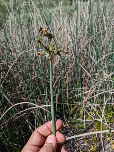 hardstem bulrush (ADIRONDACK RESEARCH GUIDEBOOK) · iNaturalist