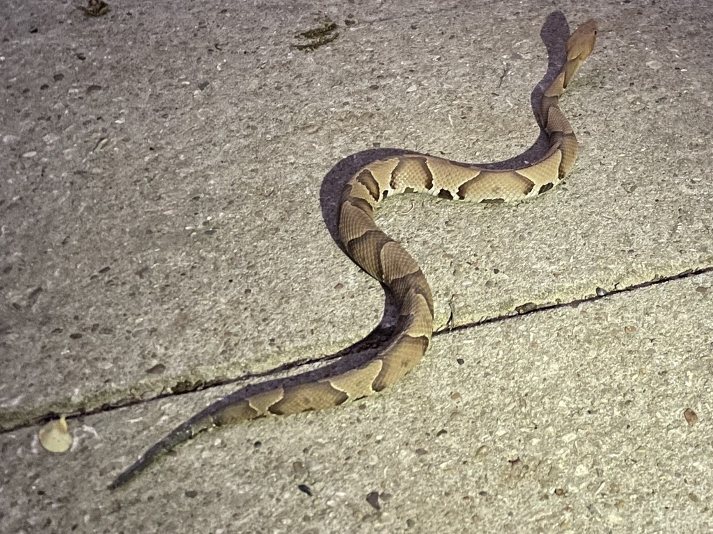 Eastern Copperhead from Bob Woodruff Park North, Plano, TX, US on May ...