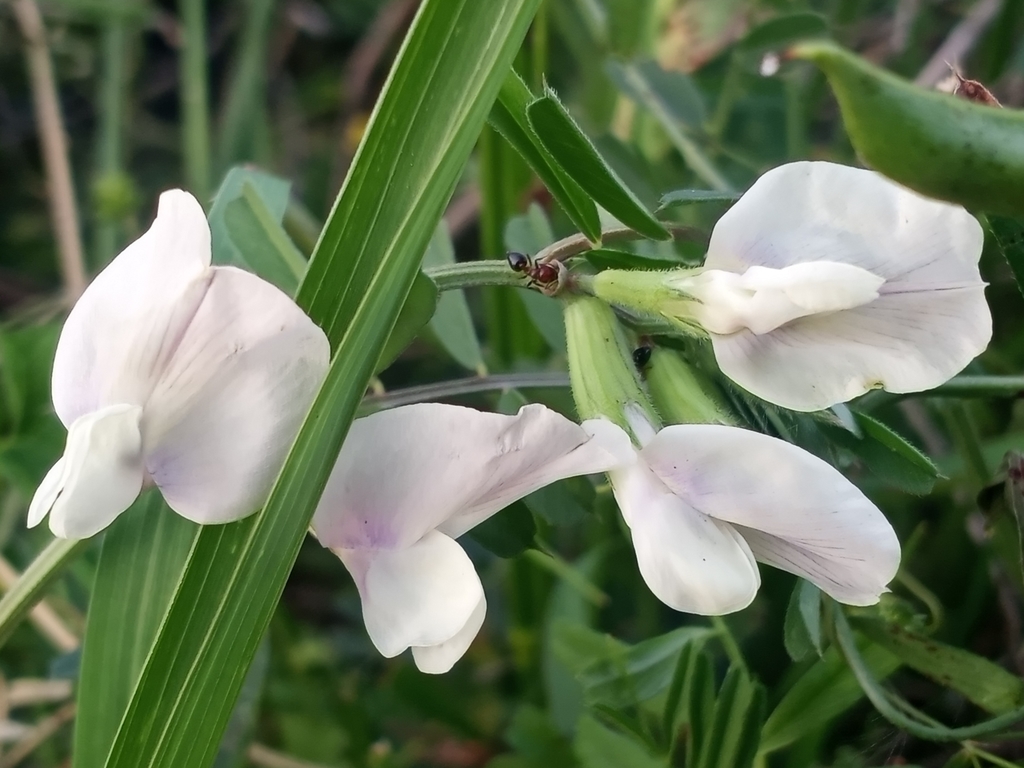 Large yellow vetch from Preston, MD 21655, USA on May 21, 2022 at 07:25 ...