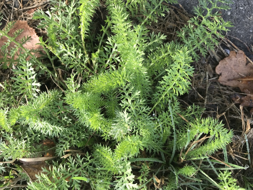 common yarrow from Wigram, Christchurch, New Zealand on May 18, 2022 at ...