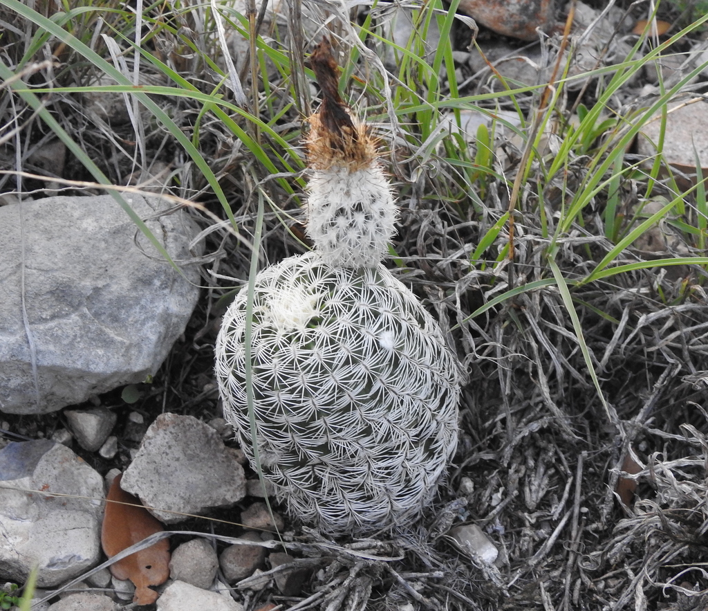 white lace cactus of Texas from Edwards, Texas, United States on May 07 ...