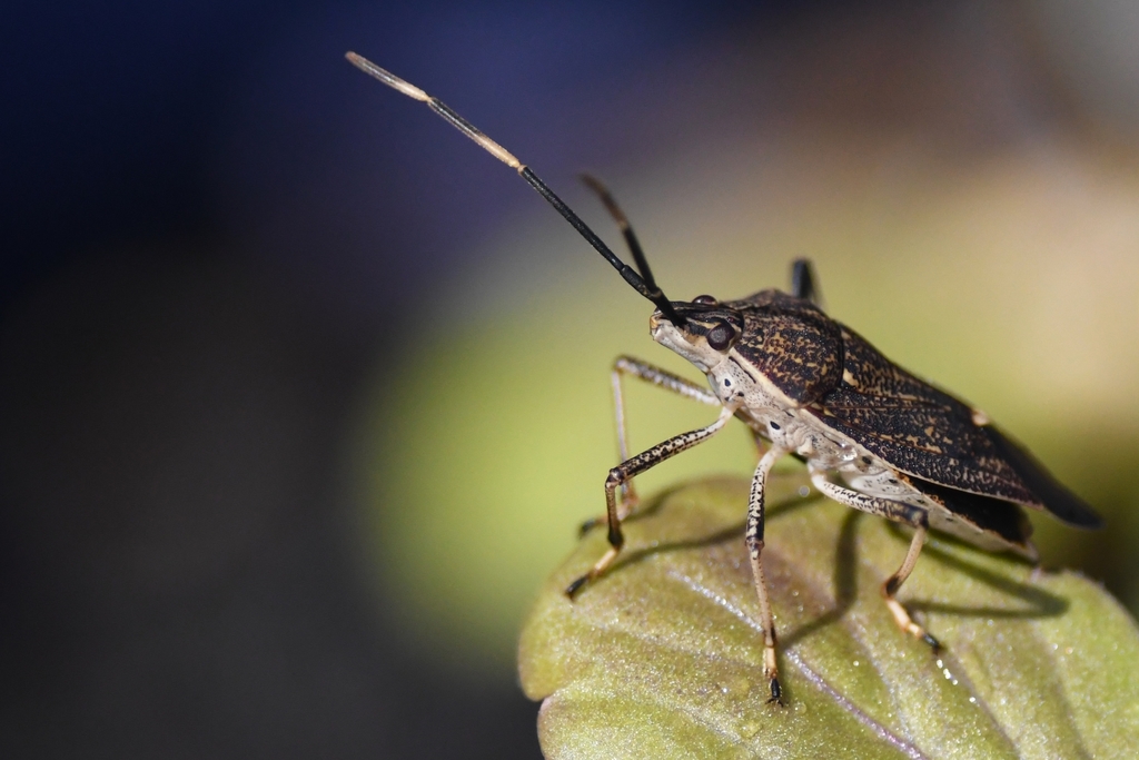Brown Shield Bug from St Andrews VIC 3761, Australia on May 22, 2022 at ...