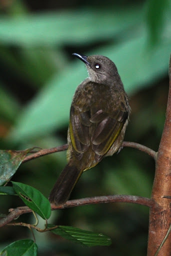 Olive-winged Bulbul (Birds of Singapore) · iNaturalist