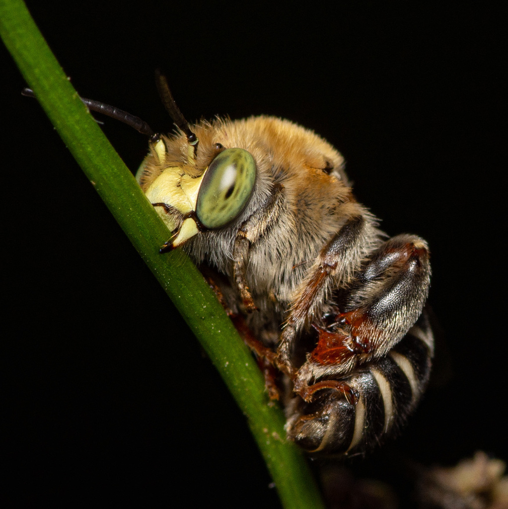 California Digger Bee from Windsor Hills, Austin, TX, USA on May 20 ...