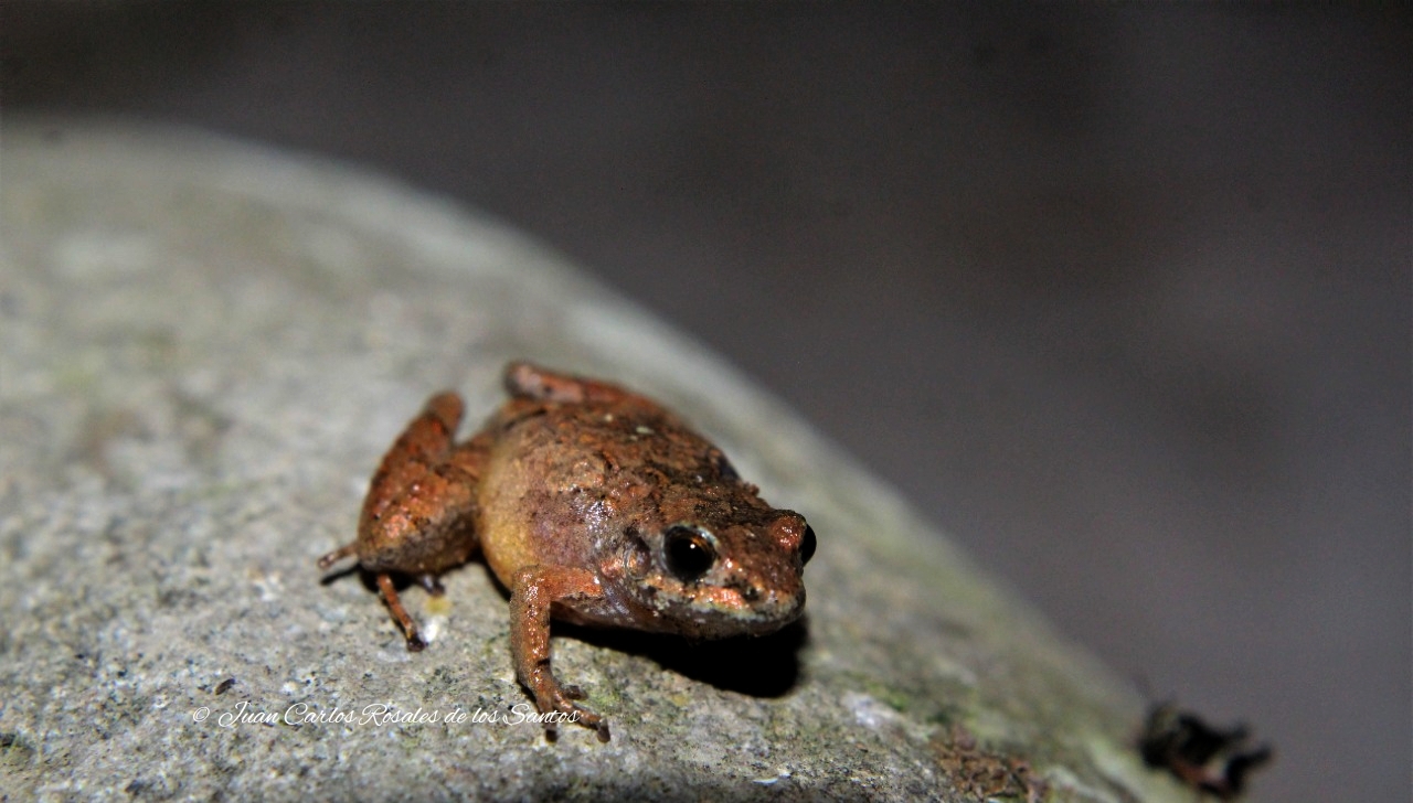 Craugastor pygmaeus (Taylor, 1937)