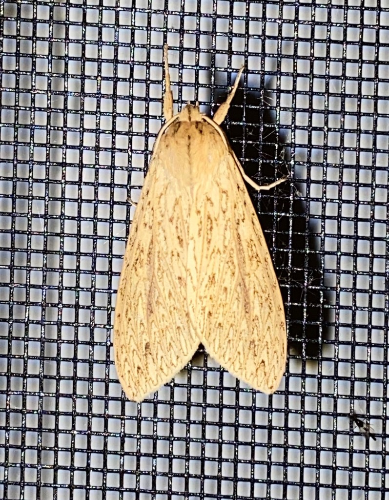 Long-streaked Tussock Moth from Goose Shoals, Lauderdale County, AL ...