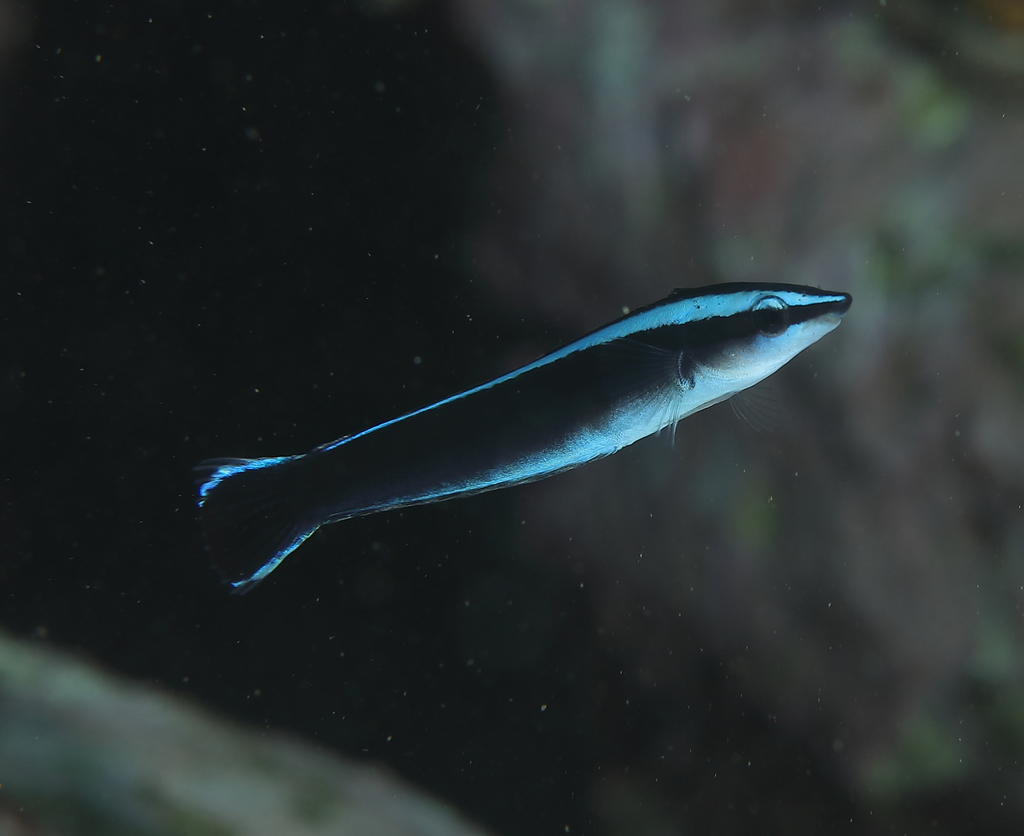 False Cleanerfish from 1 Bower Ln, Manly NSW 2095, Australia on May 21 ...