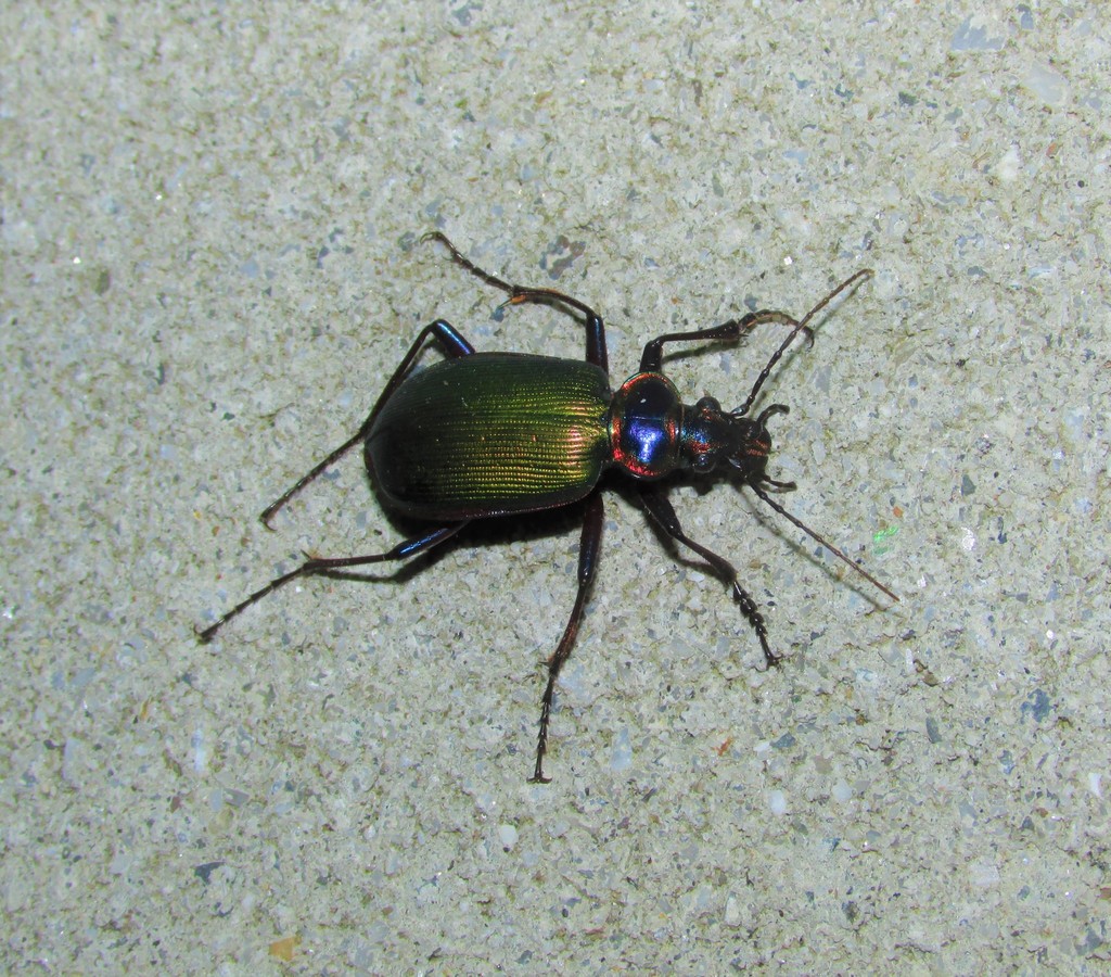 Fiery Searcher Beetle from Lehigh County, PA, USA on May 21, 2022 at 10 ...