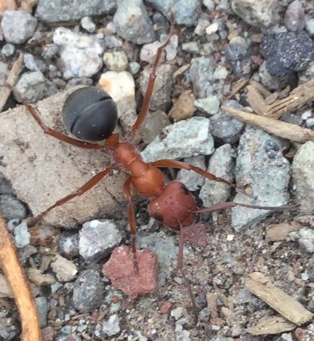Formica propinqua from Nevada County, Tahoe National Forest, UCNRS, US ...