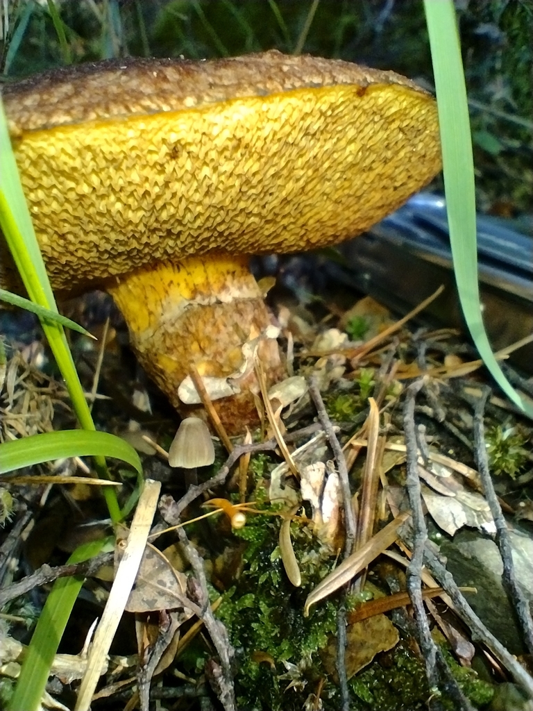 Western Painted Suillus in May 2022 by Squirt. Under a tree. Conifer of ...