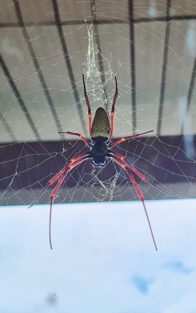 Batik Golden Web Spider from Khao Mai Kaeo, Amphoe Bang Lamung ...