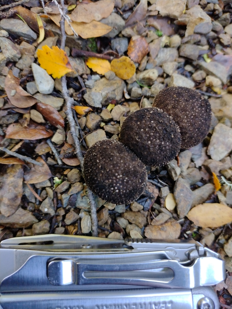 Lycoperdon in May 2022 by Squirt. Under beech trees · iNaturalist