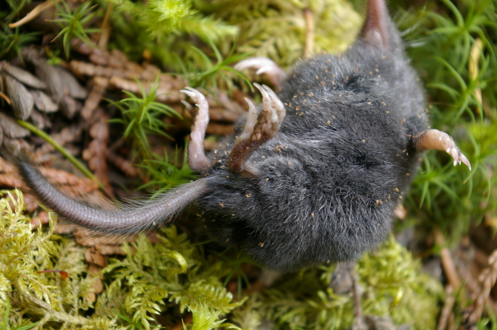 American Shrewmole (Neurotrichus gibbsii) - Know Your Mammals
