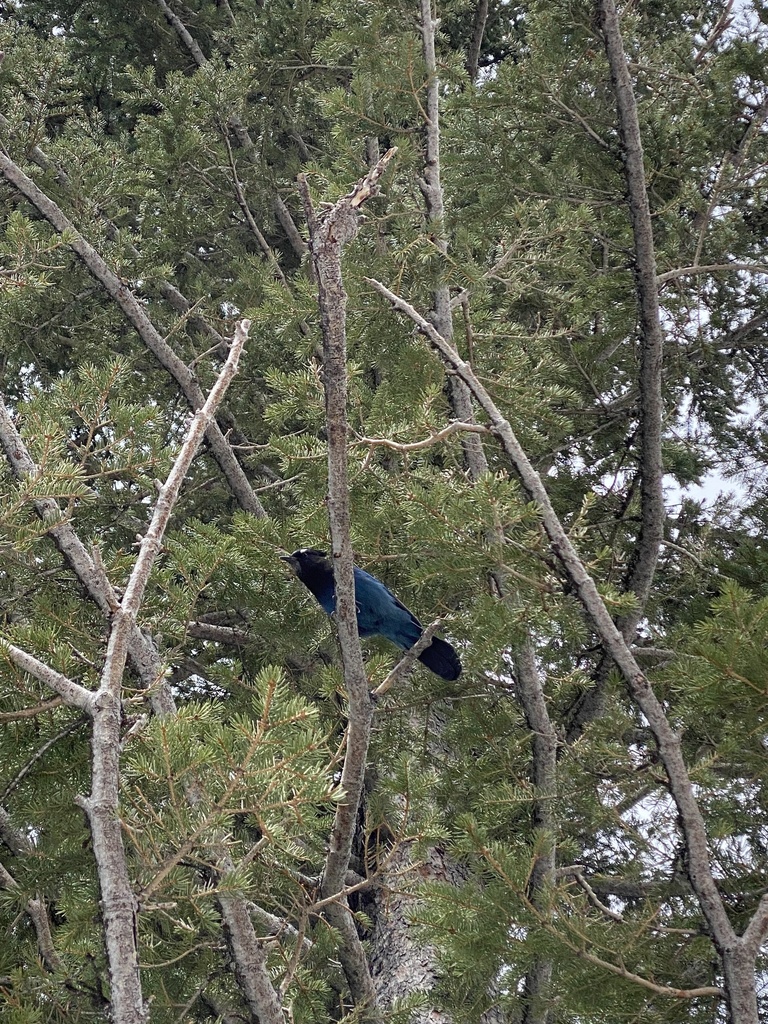 Steller's Jay from Glacier National Park, East Glacier Park, MT, US on ...